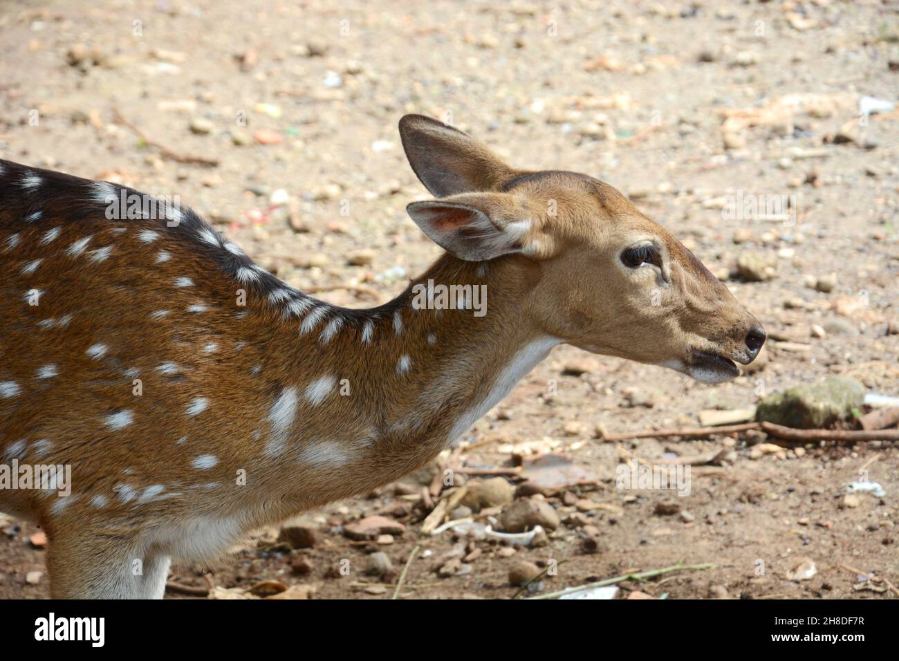 The chital, also known as spotted deer, chital deer, and axis deer, is ...