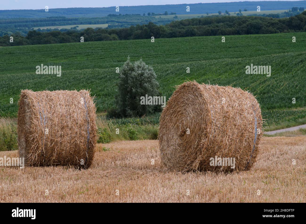 Pile of hay hi-res stock photography and images - Alamy