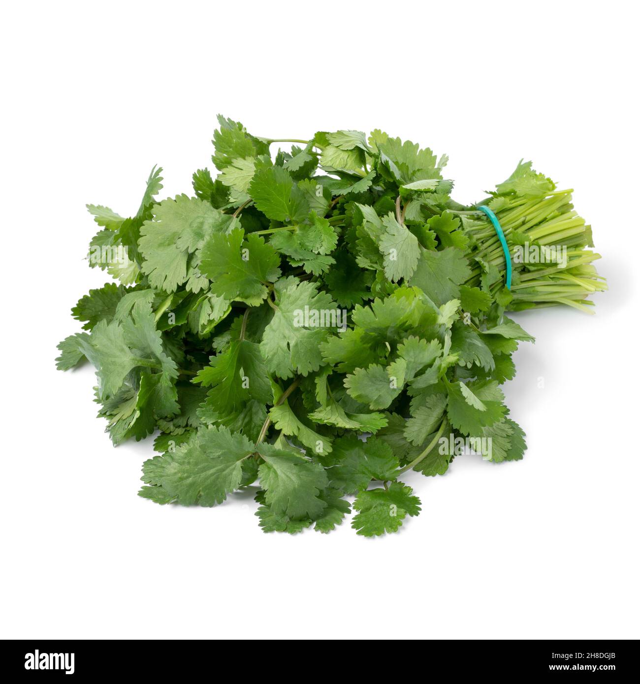 Bunch of fresh green coriander isolated on white background Stock Photo ...