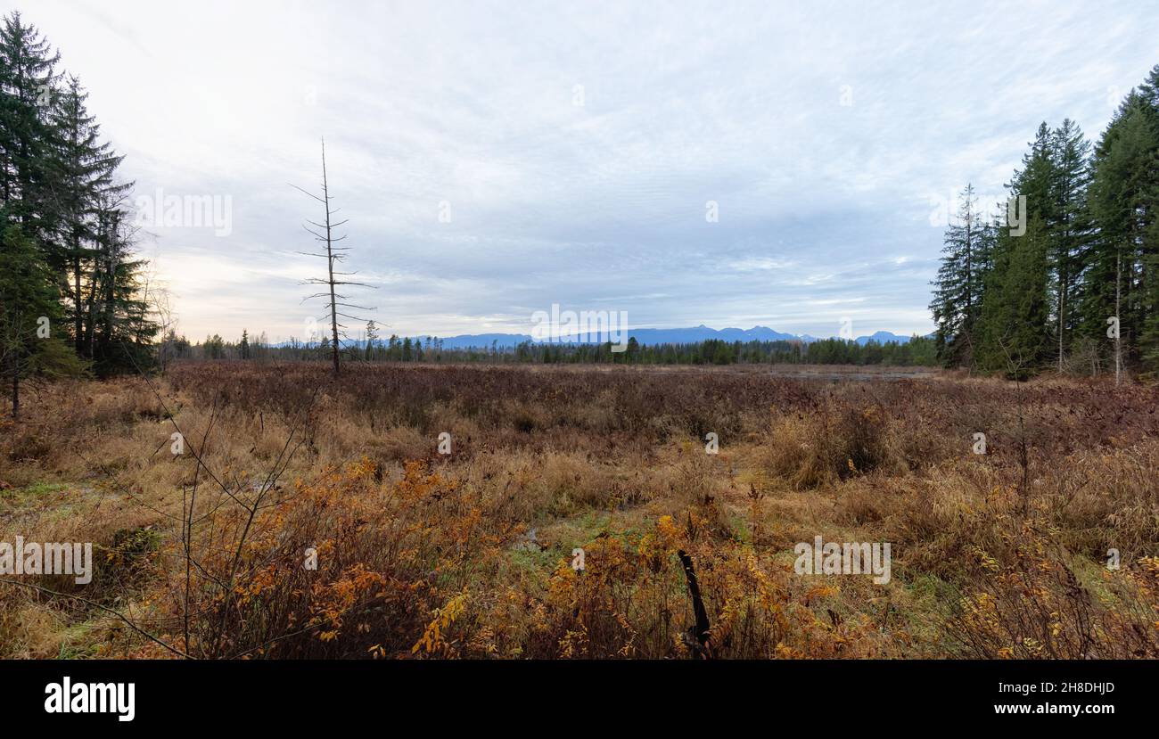 Derby Reach Regional Park in Langley, Greater Vancouver, British ...