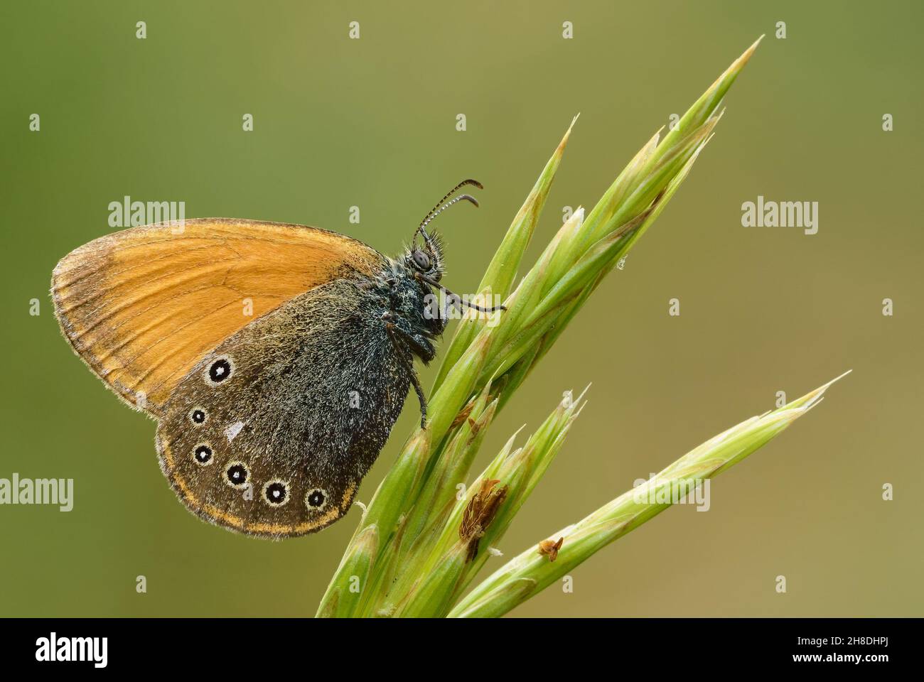 Chestnut heath butterfly sitting motionless on grass in the meadow ...
