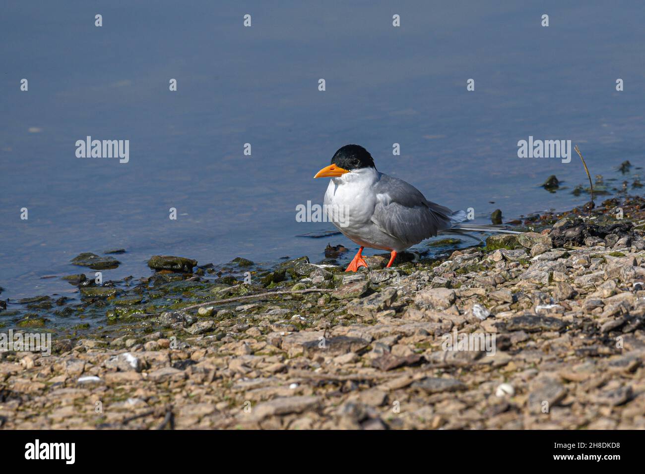 A river tern on the banks of a lake Stock Photo - Alamy