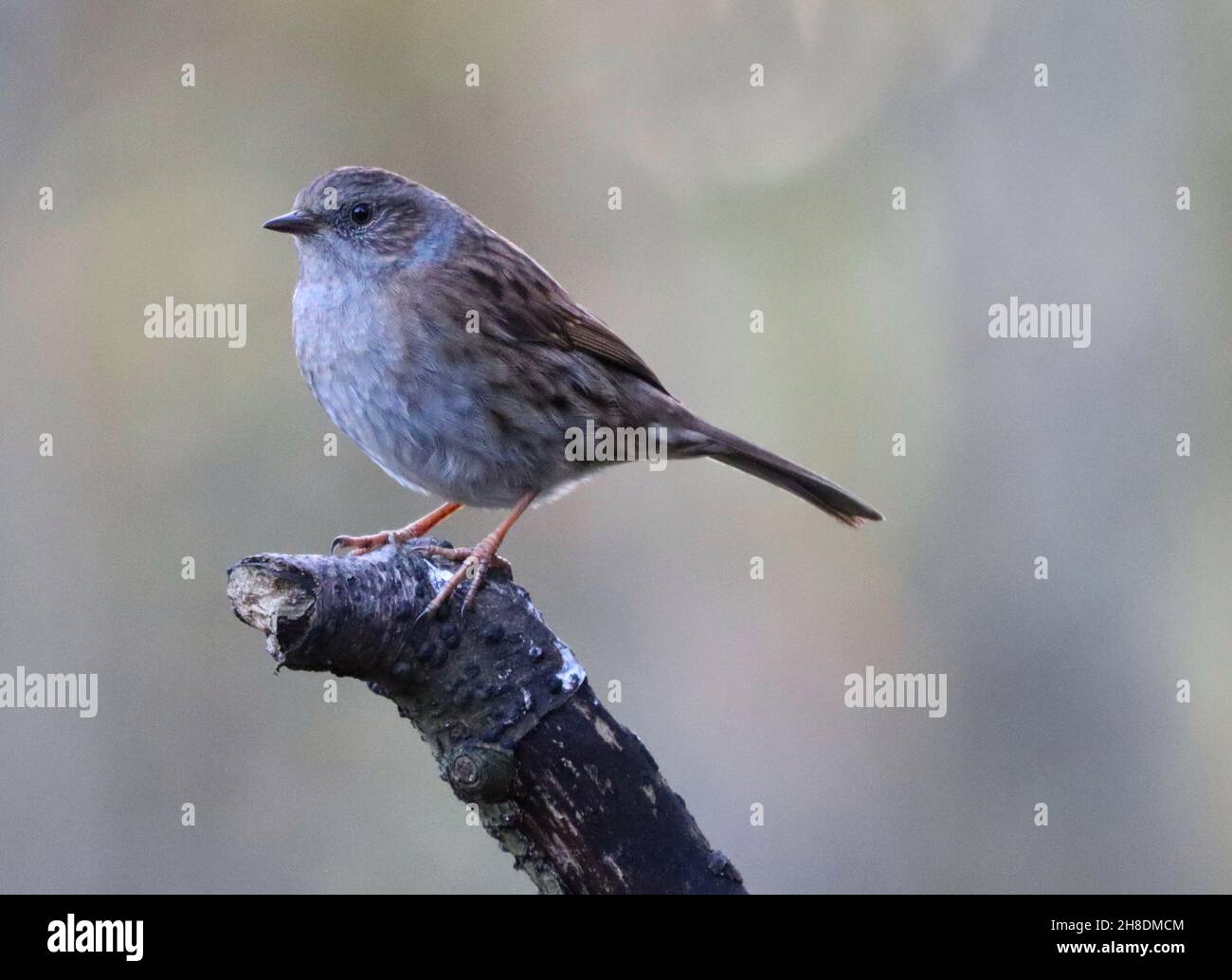 Dunnock Bird Portrait Stock Photo - Alamy