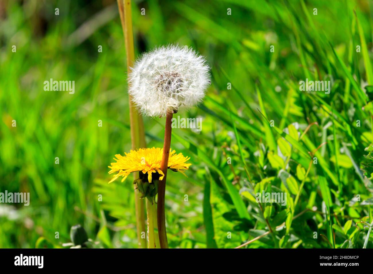 Close up on a Dandelion seed head and single Dandelion flower Stock ...