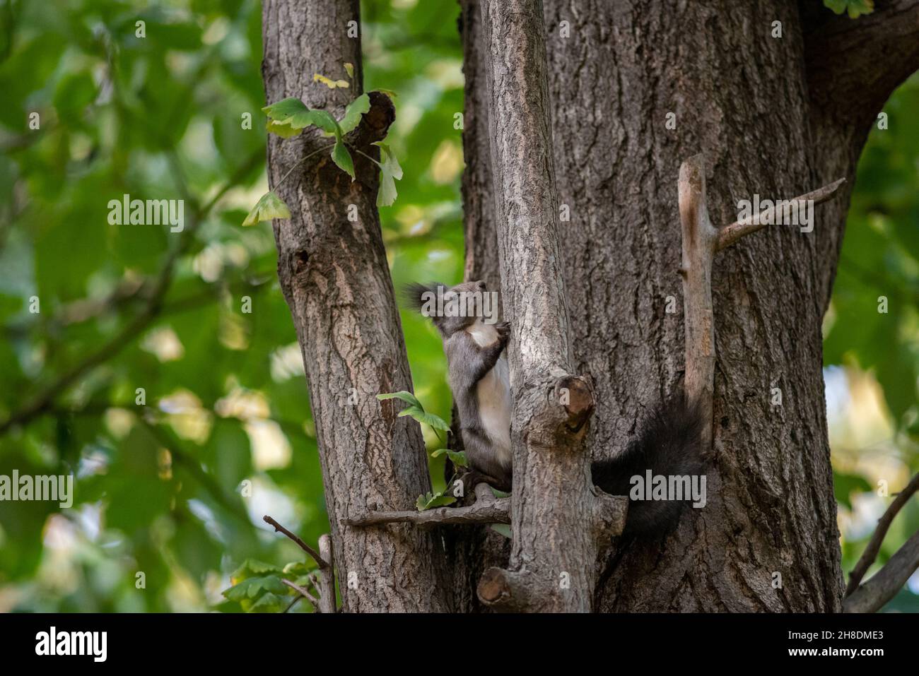Cute fluffy squirrel on a trunk Stock Photo - Alamy