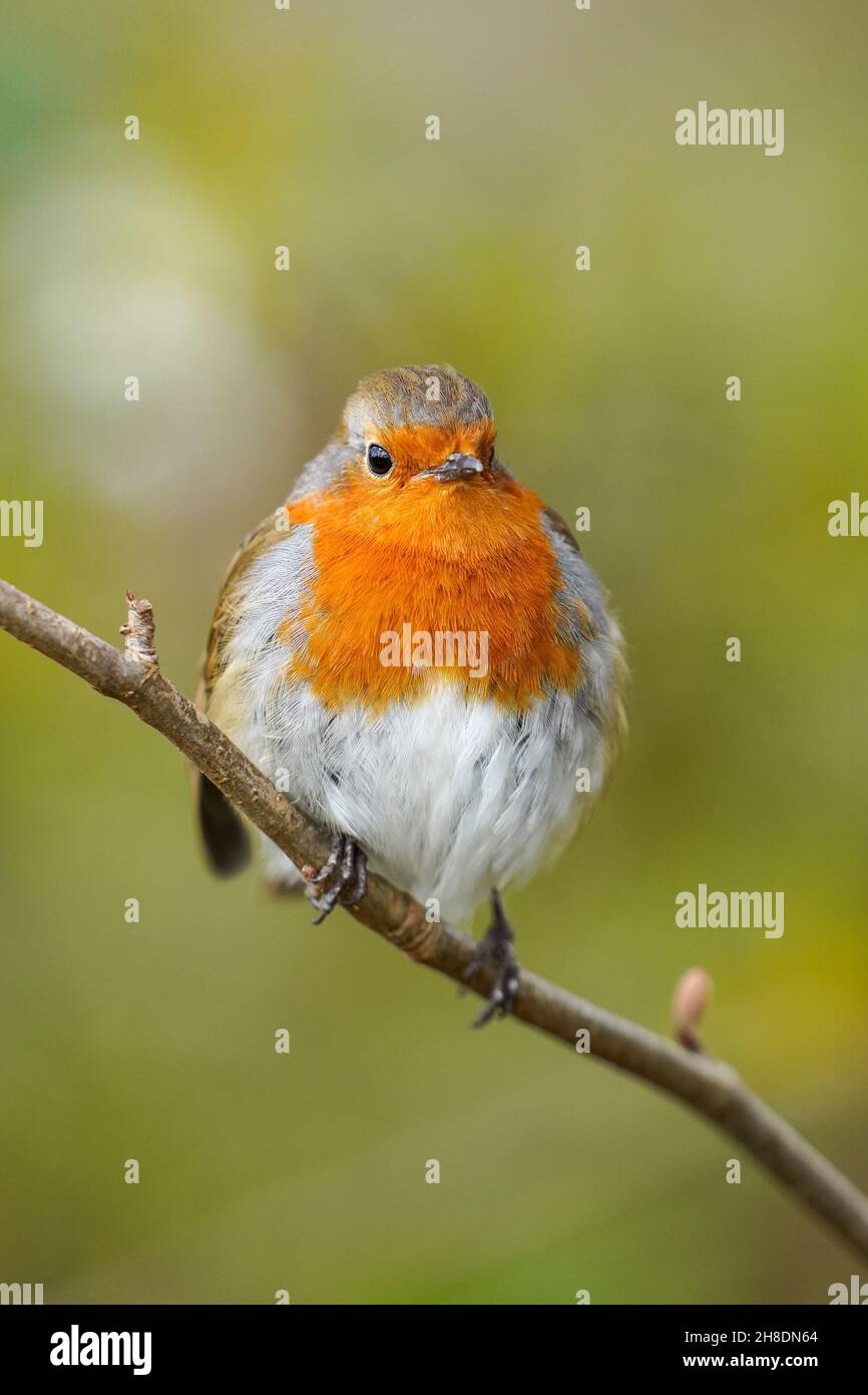 Shallow focus of arobin sat bird sitting on a branch of tree on a ...
