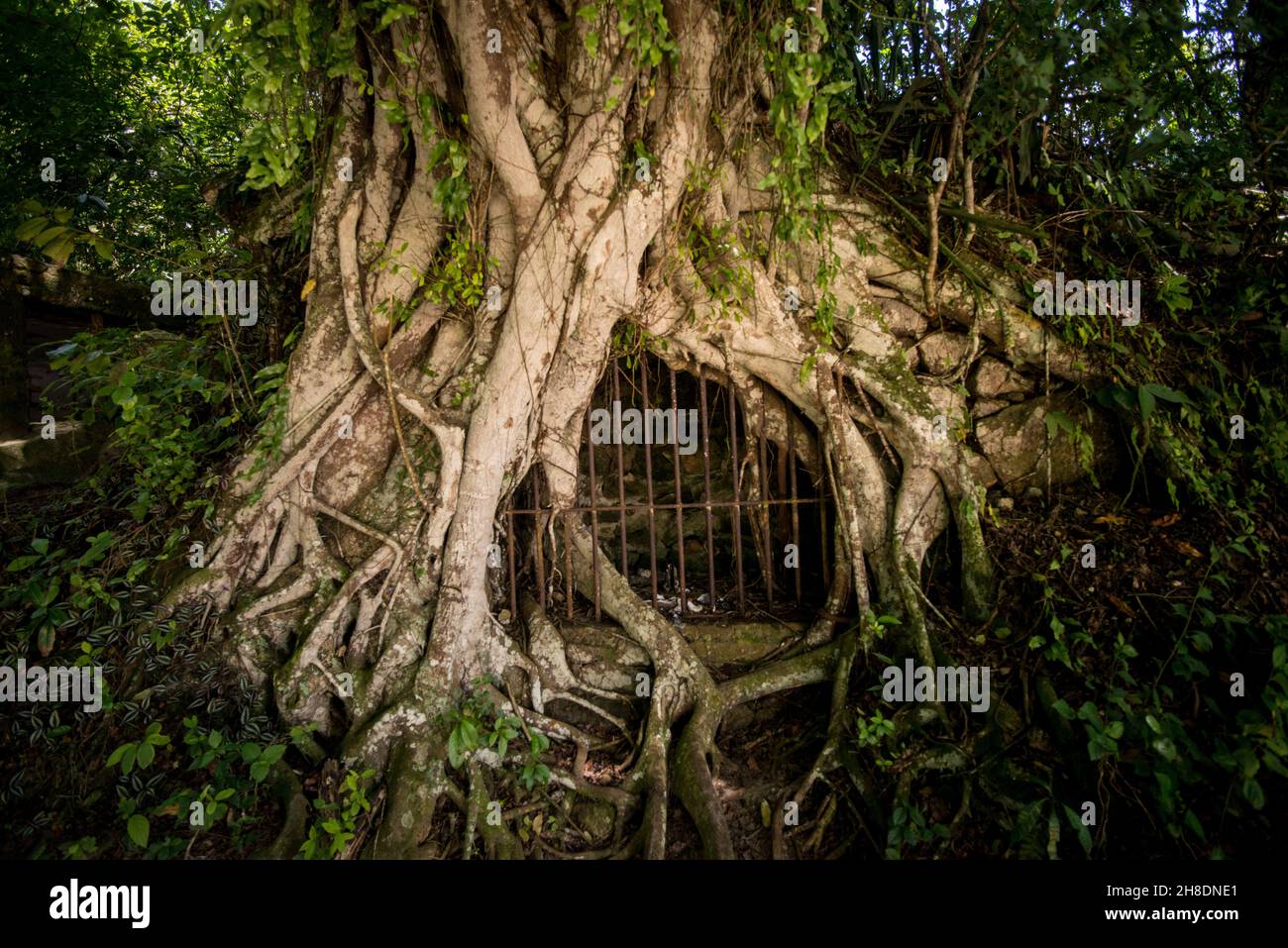 Prison tree in the brazilian rainforest Stock Photo - Alamy