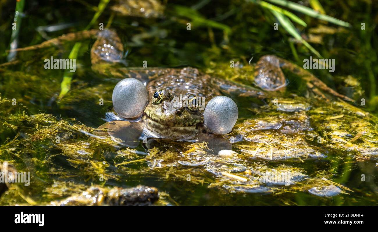 Common frog, Rana temporaria, single reptile croaking in water, also ...