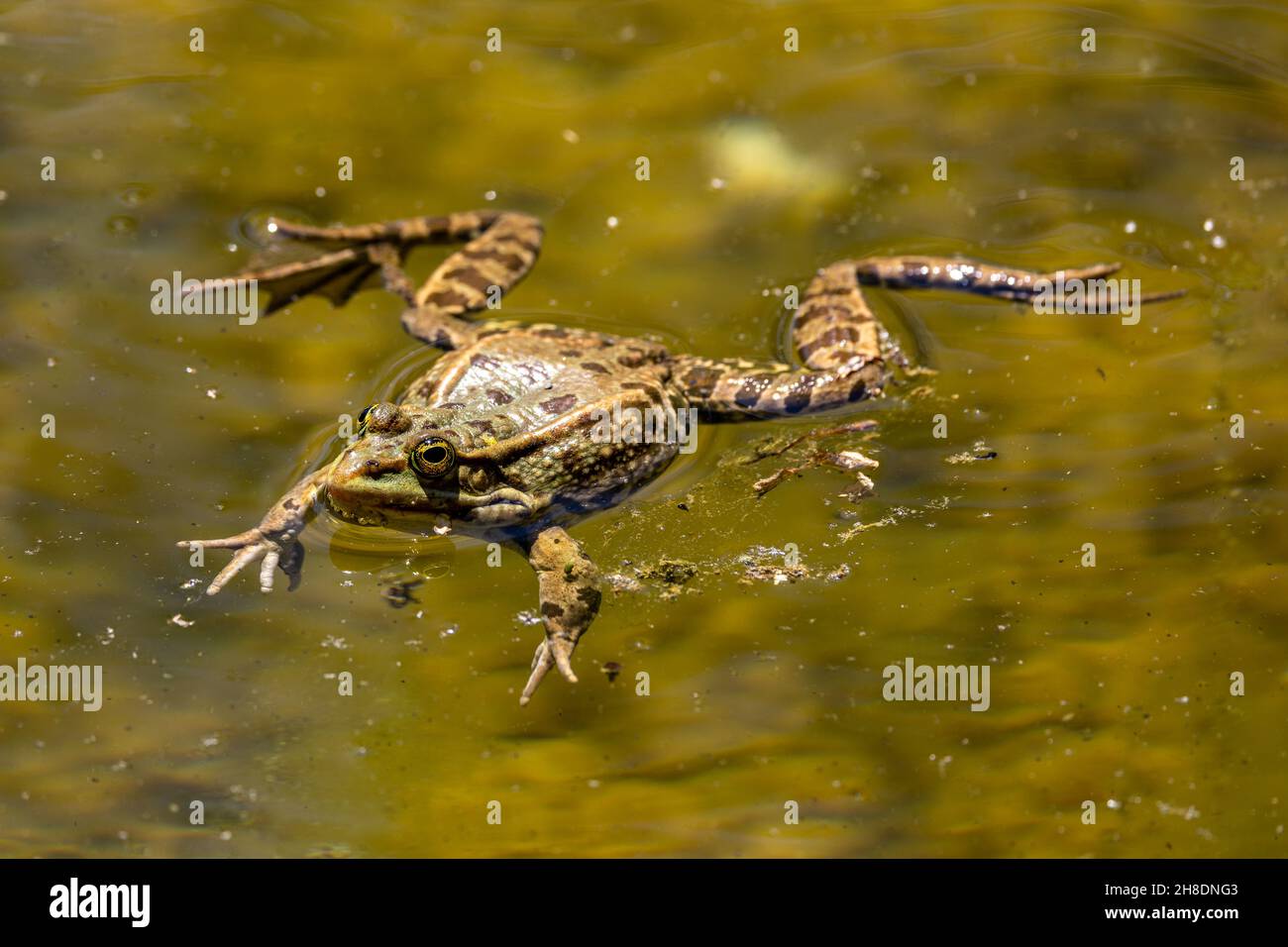 Common frog, Rana temporaria, single reptile croaking in water, also ...