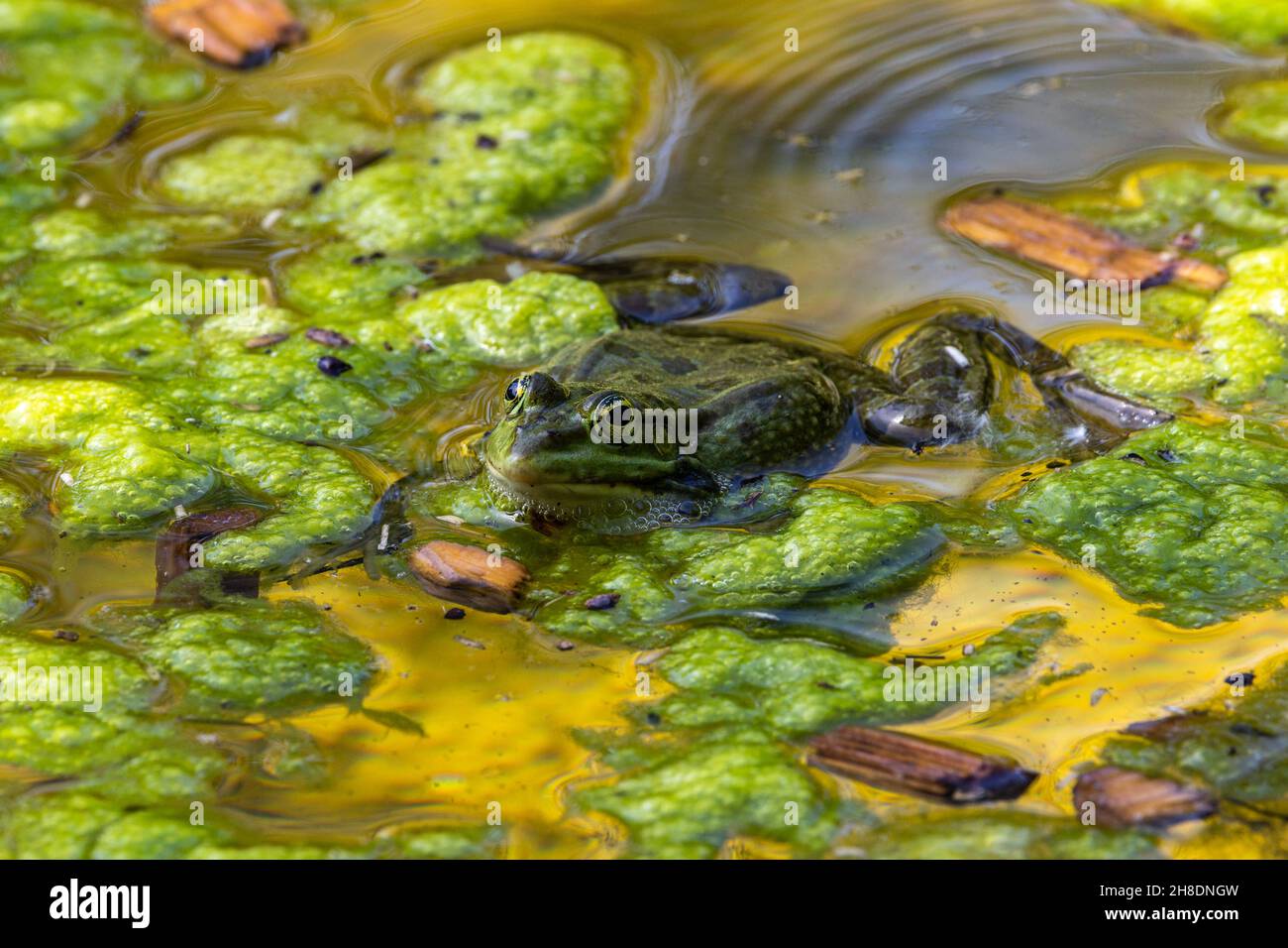 Common frog, Rana temporaria, single reptile croaking in water, also ...