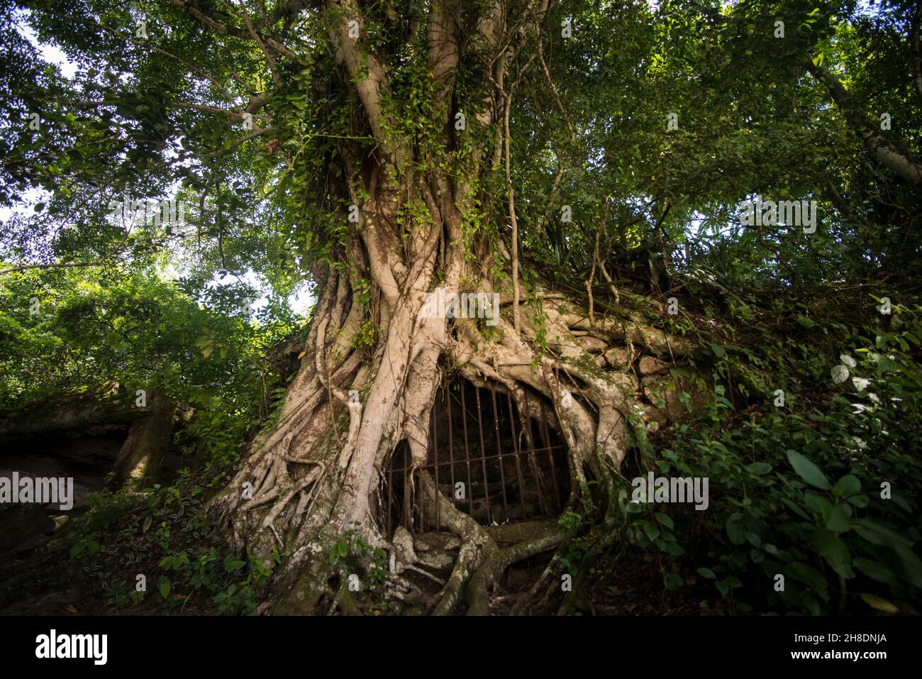 Prison tree in the brazilian rainforest Stock Photo - Alamy