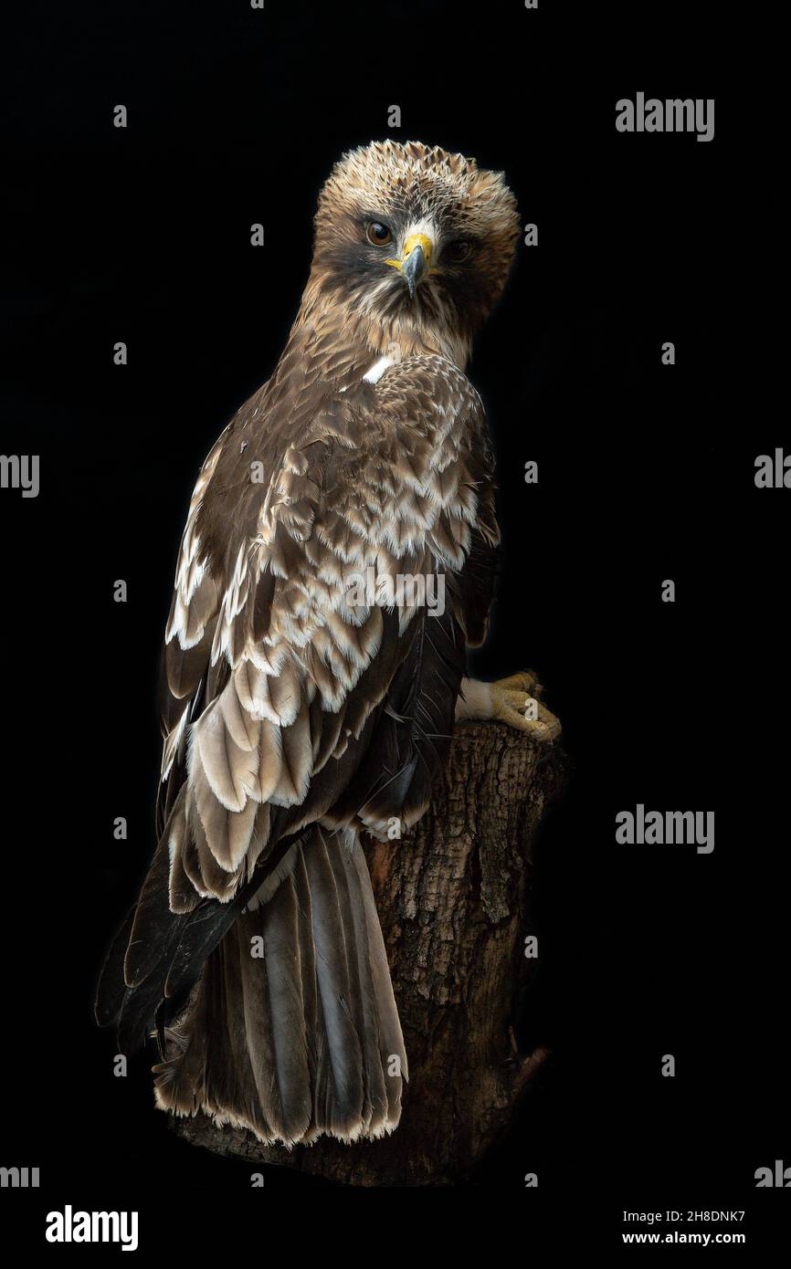 Booted eagle india hi-res stock photography and images - Alamy