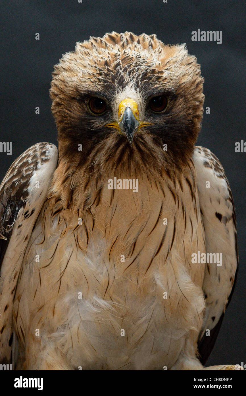 Adult female of Booted eagle. Pale morph . Aquila pennata Stock Photo ...