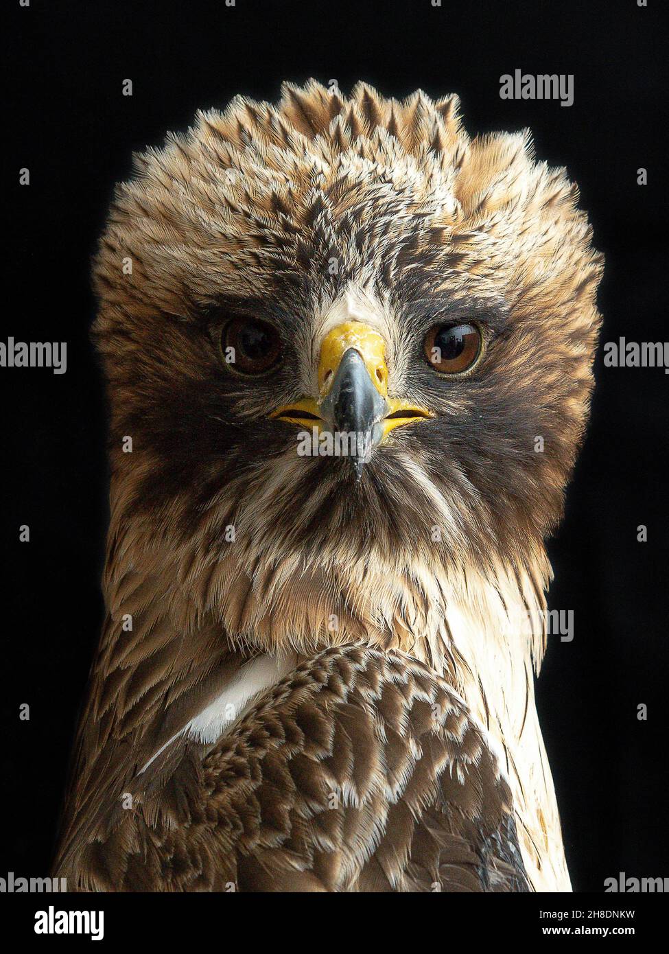 Adult female of Booted eagle. Pale morph . Aquila pennata Stock Photo ...