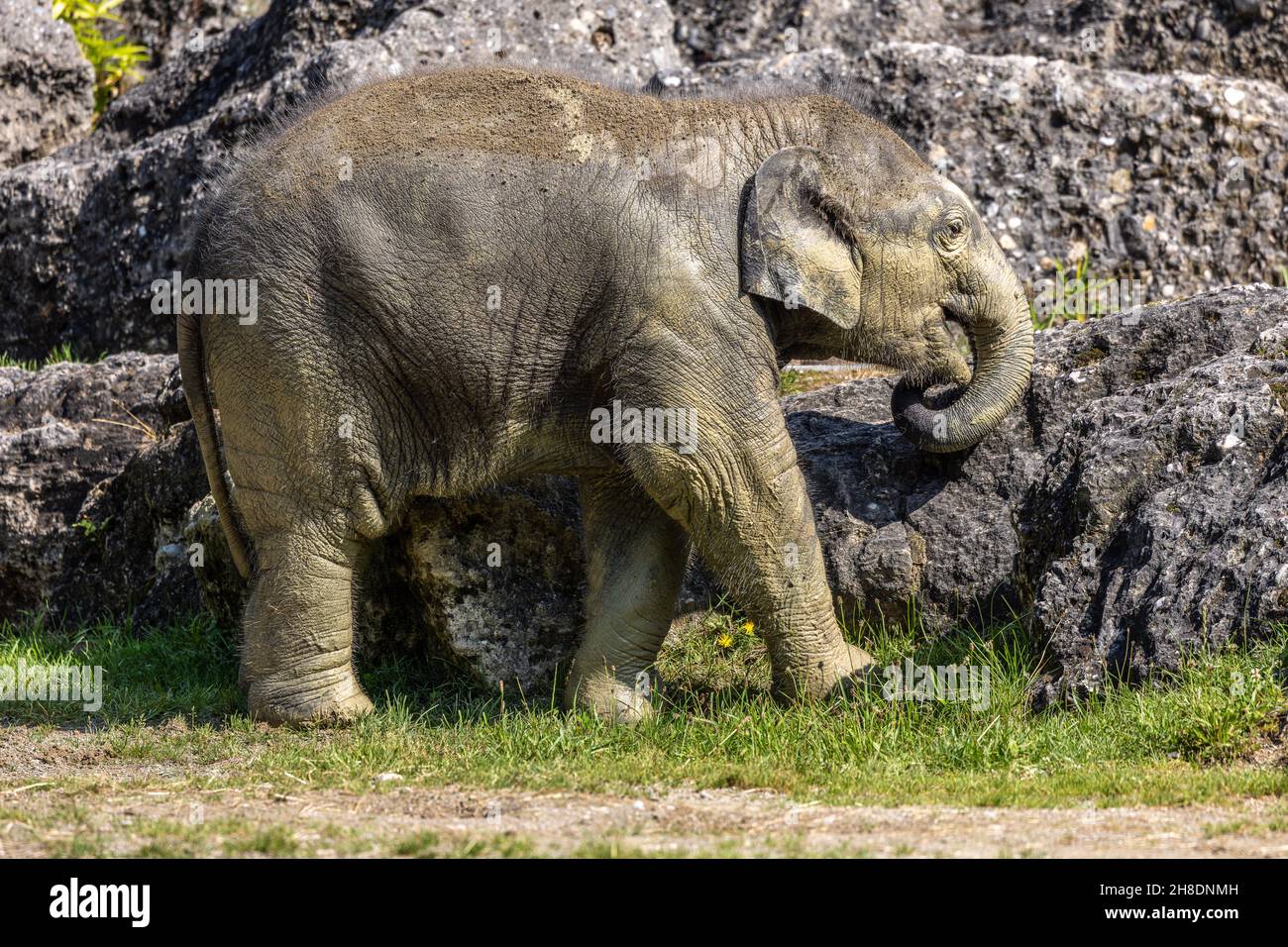 The Asian elephant, Elephas maximus also called Asiatic elephant, is ...