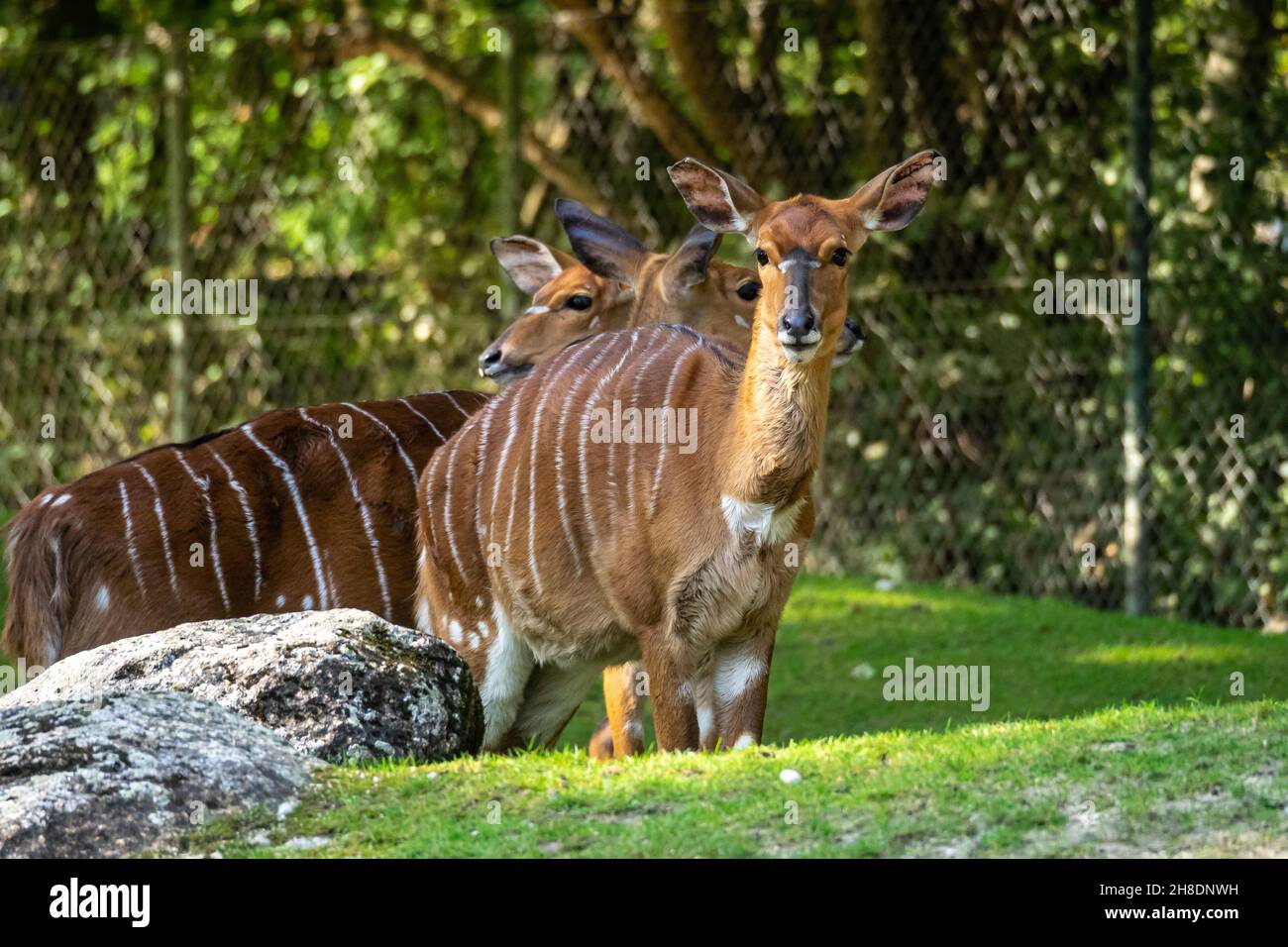 The nyala, Tragelaphus angasii is a spiral-horned antelope native to ...