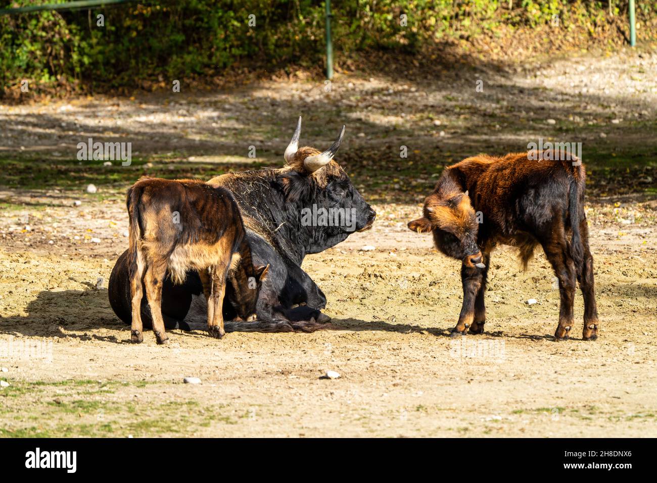 Heck cattle, Bos primigenius taurus, claimed to resemble the extinct ...