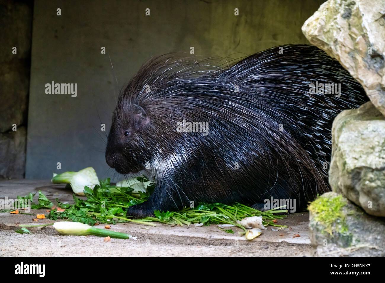 The Indian crested Porcupine, Hystrix indica or Indian porcupine, is a ...
