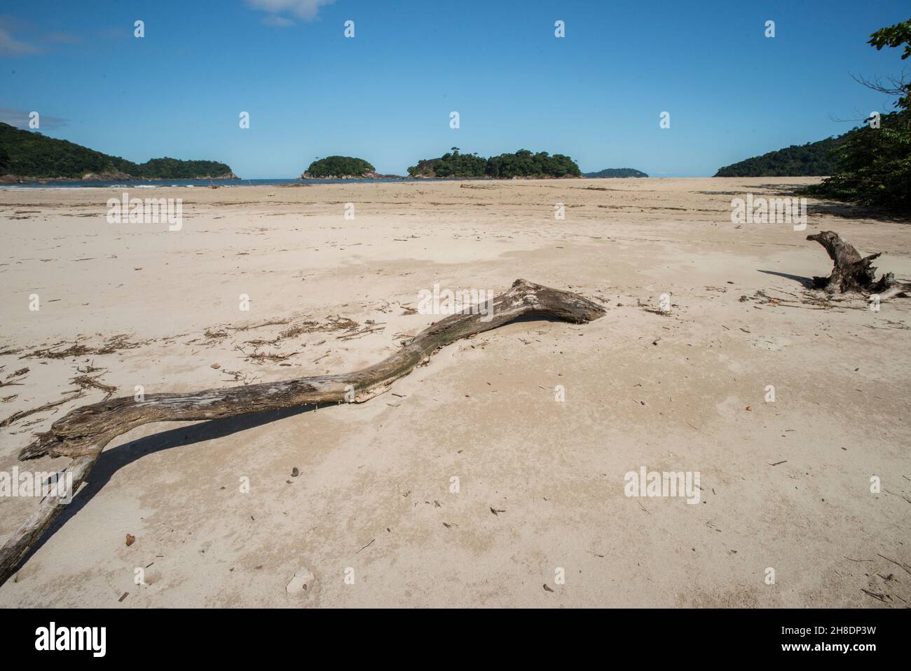 Old tree trunk lies on the beach Brazilian Stock Photo - Alamy