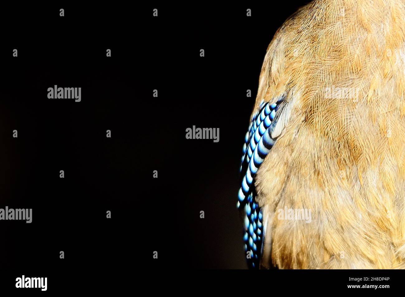 Garrulus glandarius - Eurasian Jay - is a species of passerine bird of ...