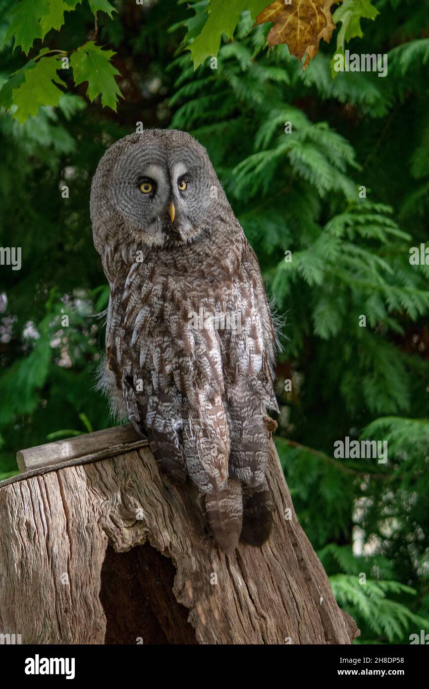 The Great Gray Owl or gray owl - is a species of strigiform bird of the ...