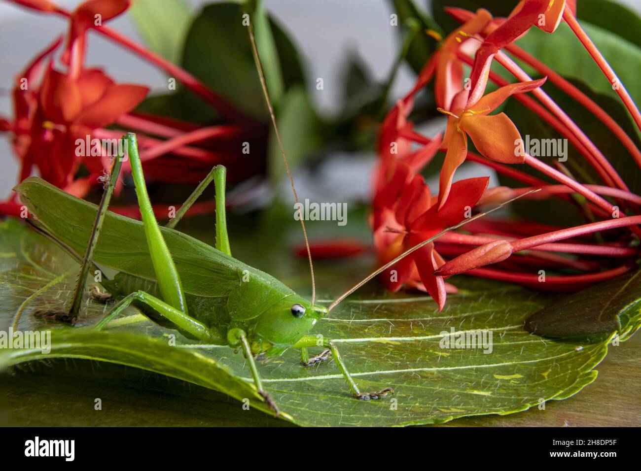Green small Caelifera grasshopper on a leaf Stock Photo - Alamy
