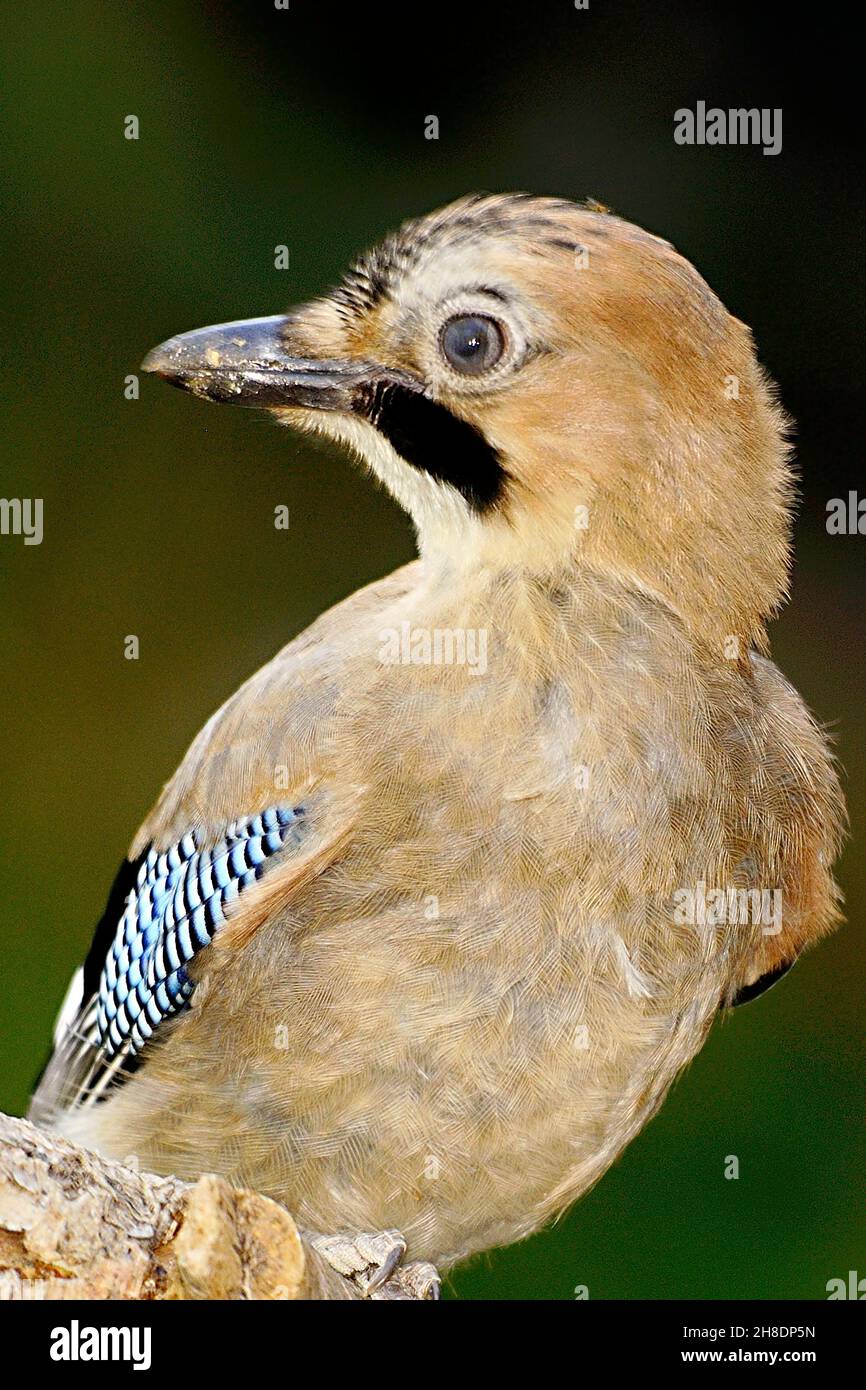 Garrulus glandarius - Eurasian Jay - is a species of passerine bird of ...