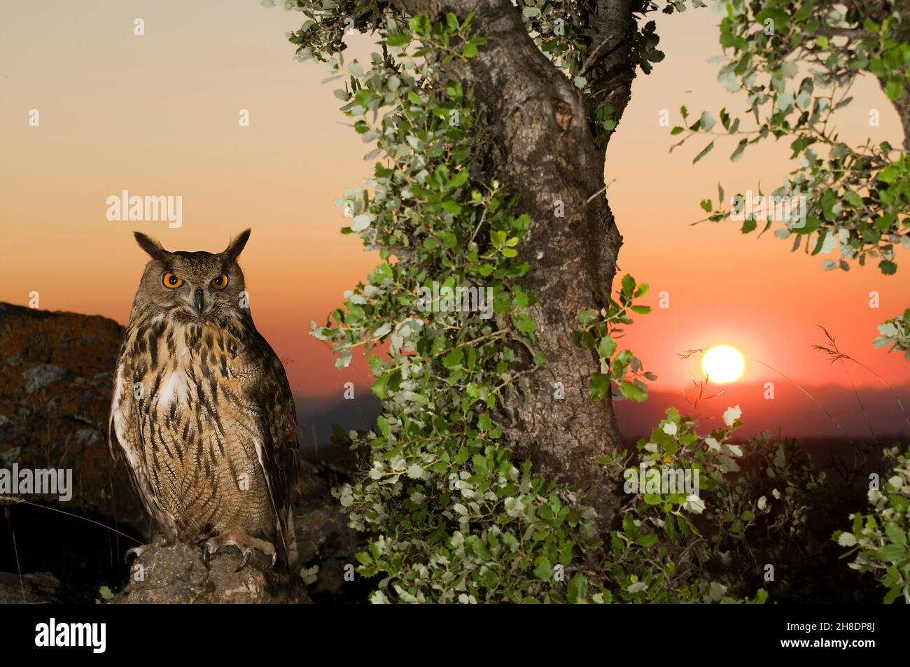 Bubo bubo - The eagle owl is a species of strigiform bird in the ...