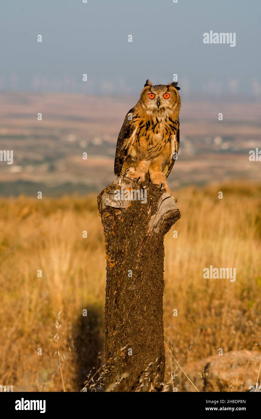 Bubo bubo - The eagle owl is a species of strigiform bird in the ...