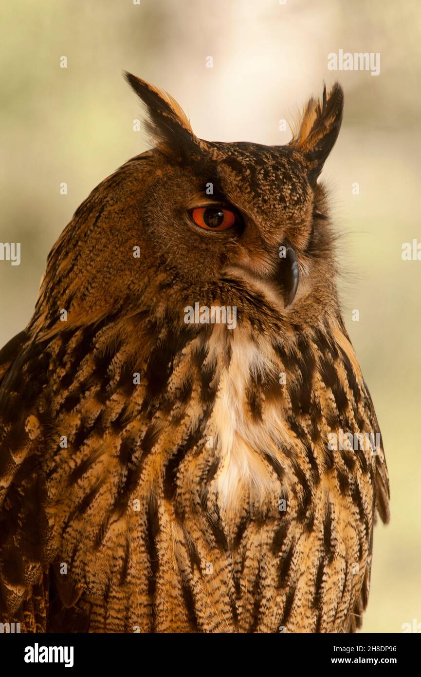 Bubo bubo - The eagle owl is a species of strigiform bird in the ...