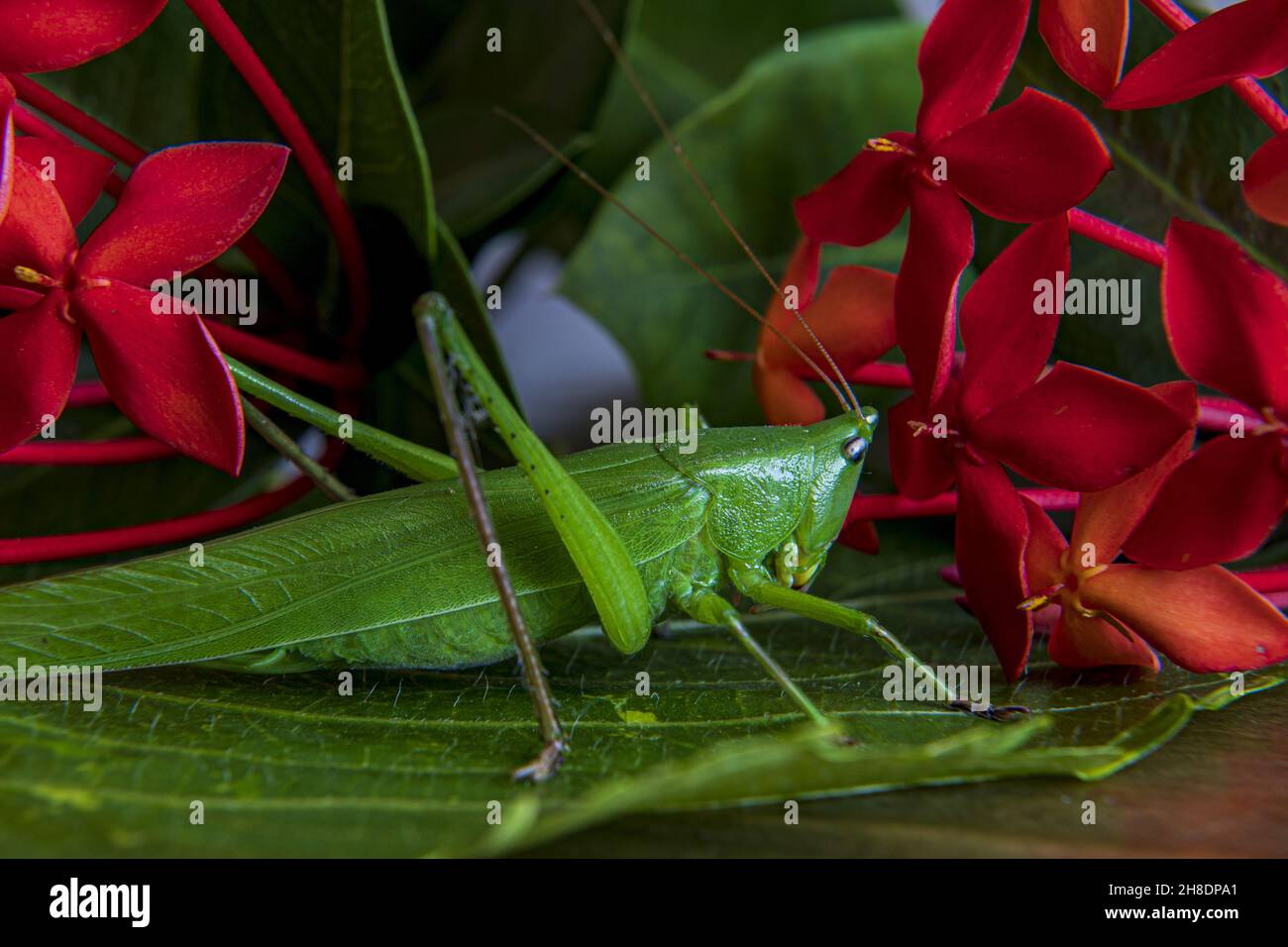 Green small Caelifera grasshopper on a leaf Stock Photo - Alamy