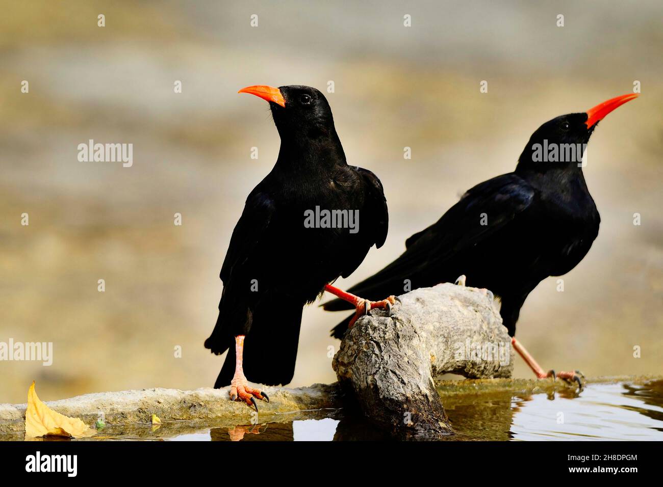 Pyrrhocorax pyrrhocorax - The red-billed chough is a species of ...
