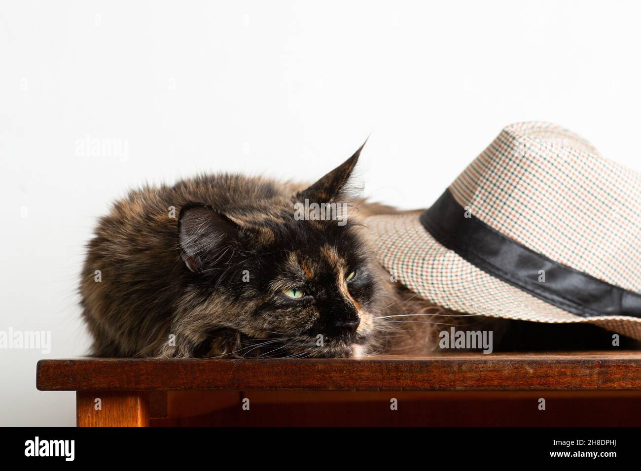 A dark breed cat mainkun of tortoise color on the table under the hat ...