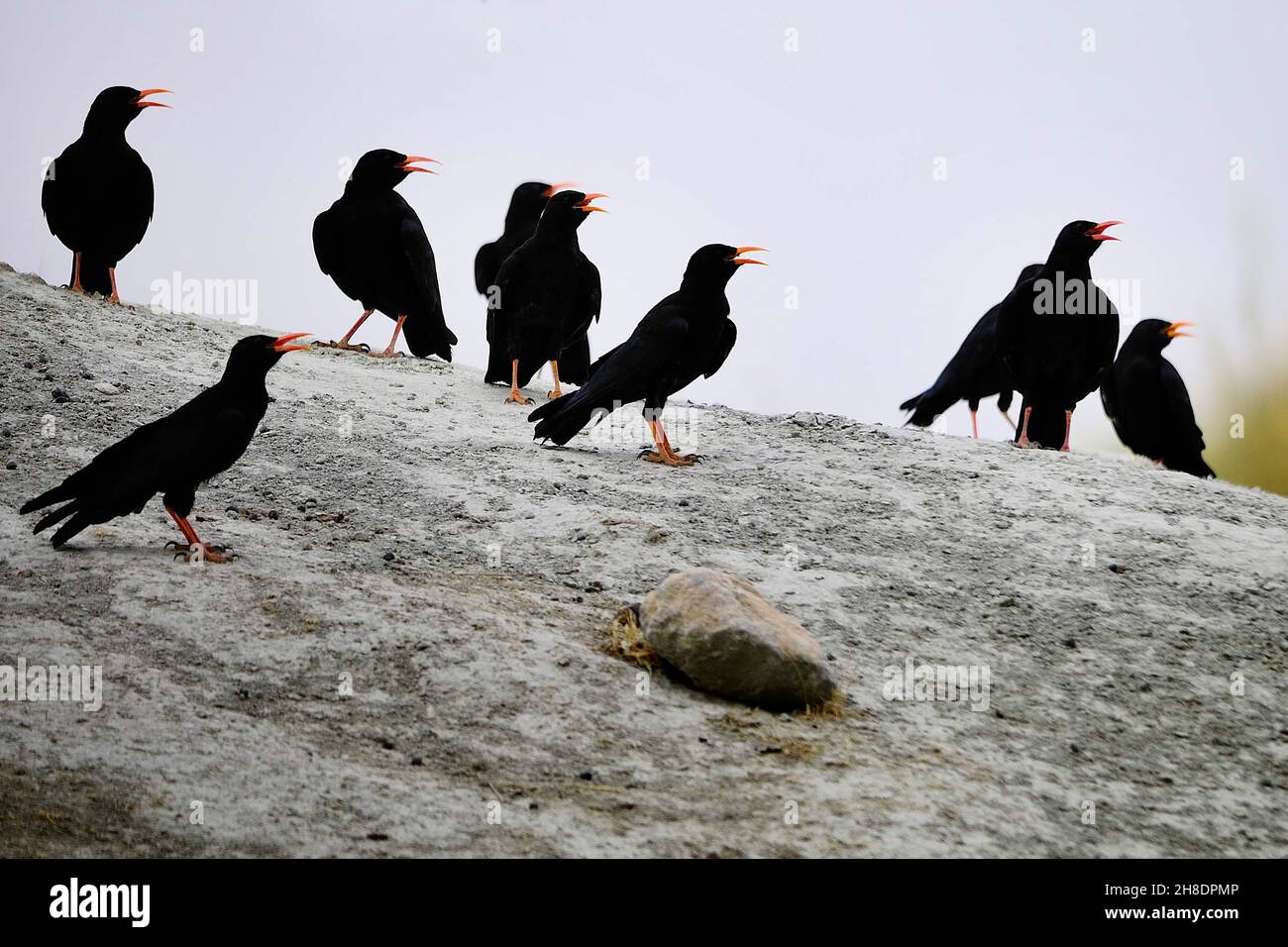 Pyrrhocorax pyrrhocorax - The red-billed chough is a species of ...