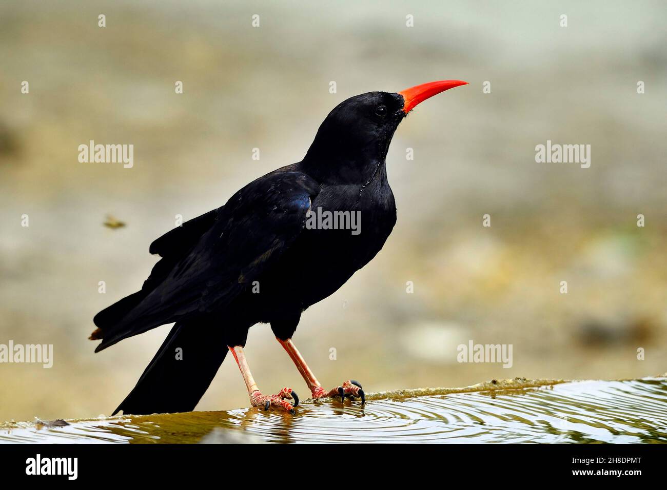 Pyrrhocorax pyrrhocorax - The red-billed chough is a species of ...