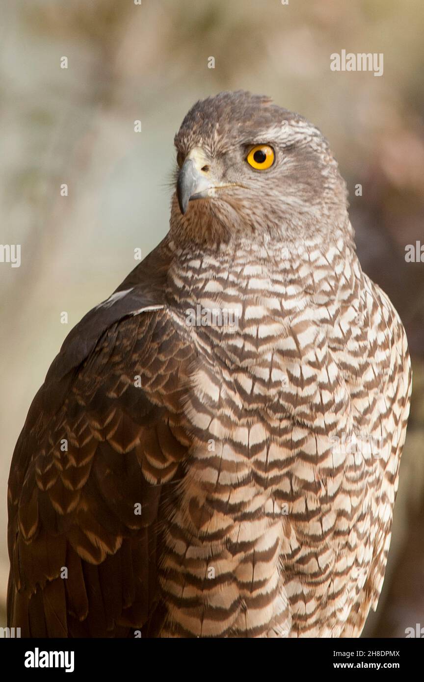 Most common hawk hi-res stock photography and images - Alamy