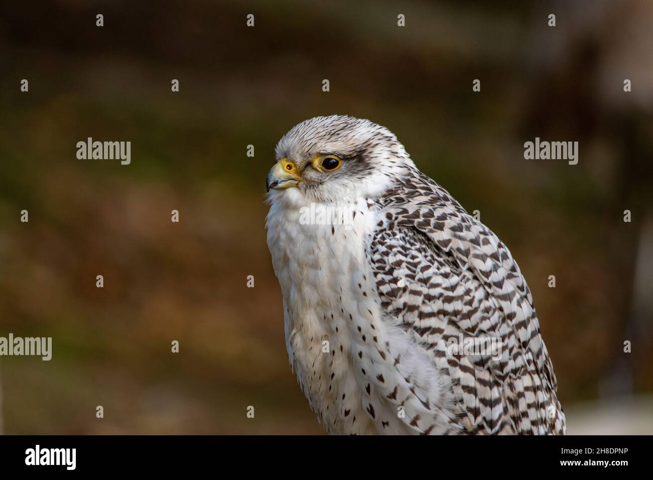 Falco rusticolus - The gyrfalcon or gyrfalcon is a species of ...