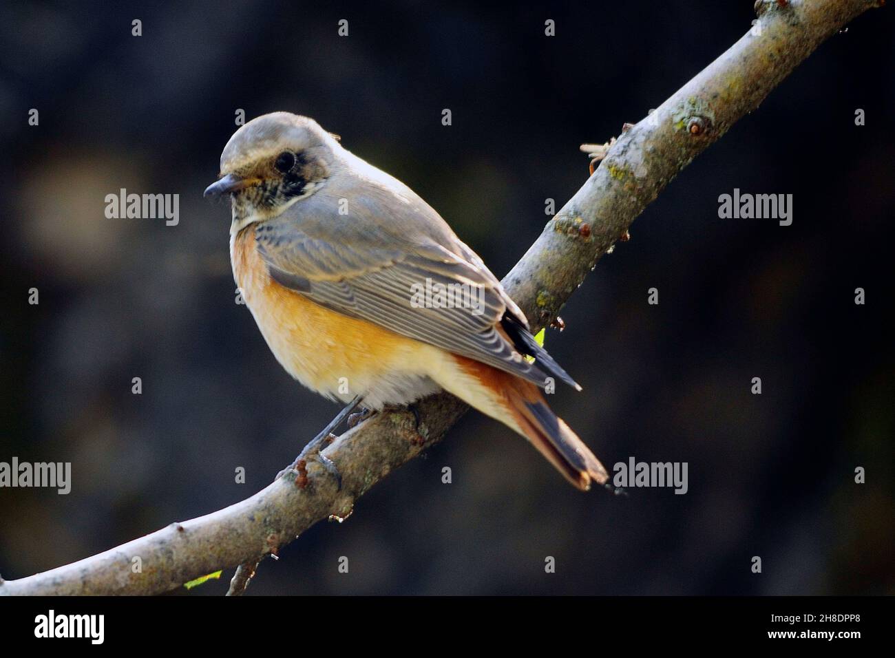 Phoenicurus phoenicurus - The redstart is a species of passerine bird ...