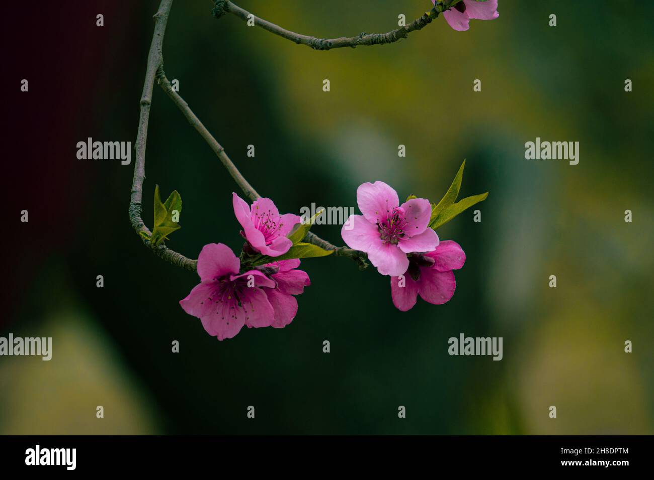 Peach Blossoms early March 2021 Stock Photo - Alamy