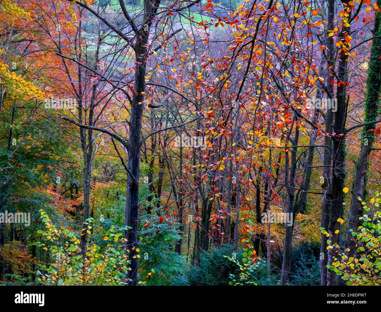 Golden autumn colour in woodland at High Tor an area of trees at ...