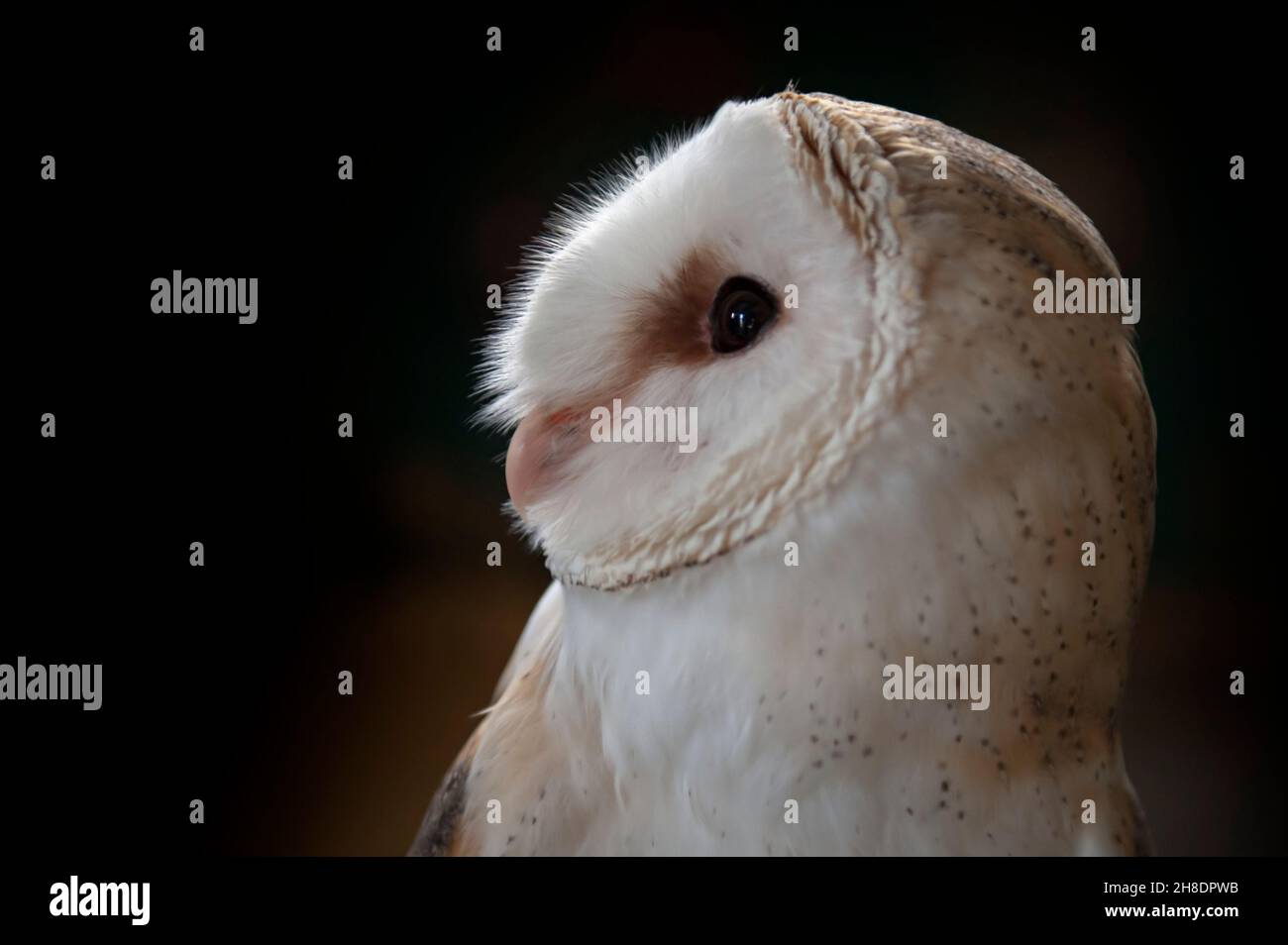 Tyto alba - the white owl, is a species of strigiform bird that belongs ...