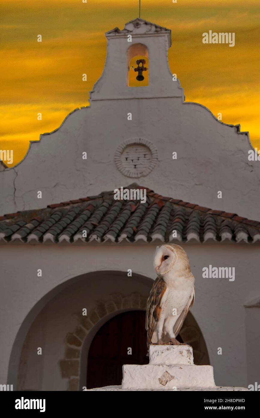 Tyto alba - the white owl, is a species of strigiform bird that belongs ...