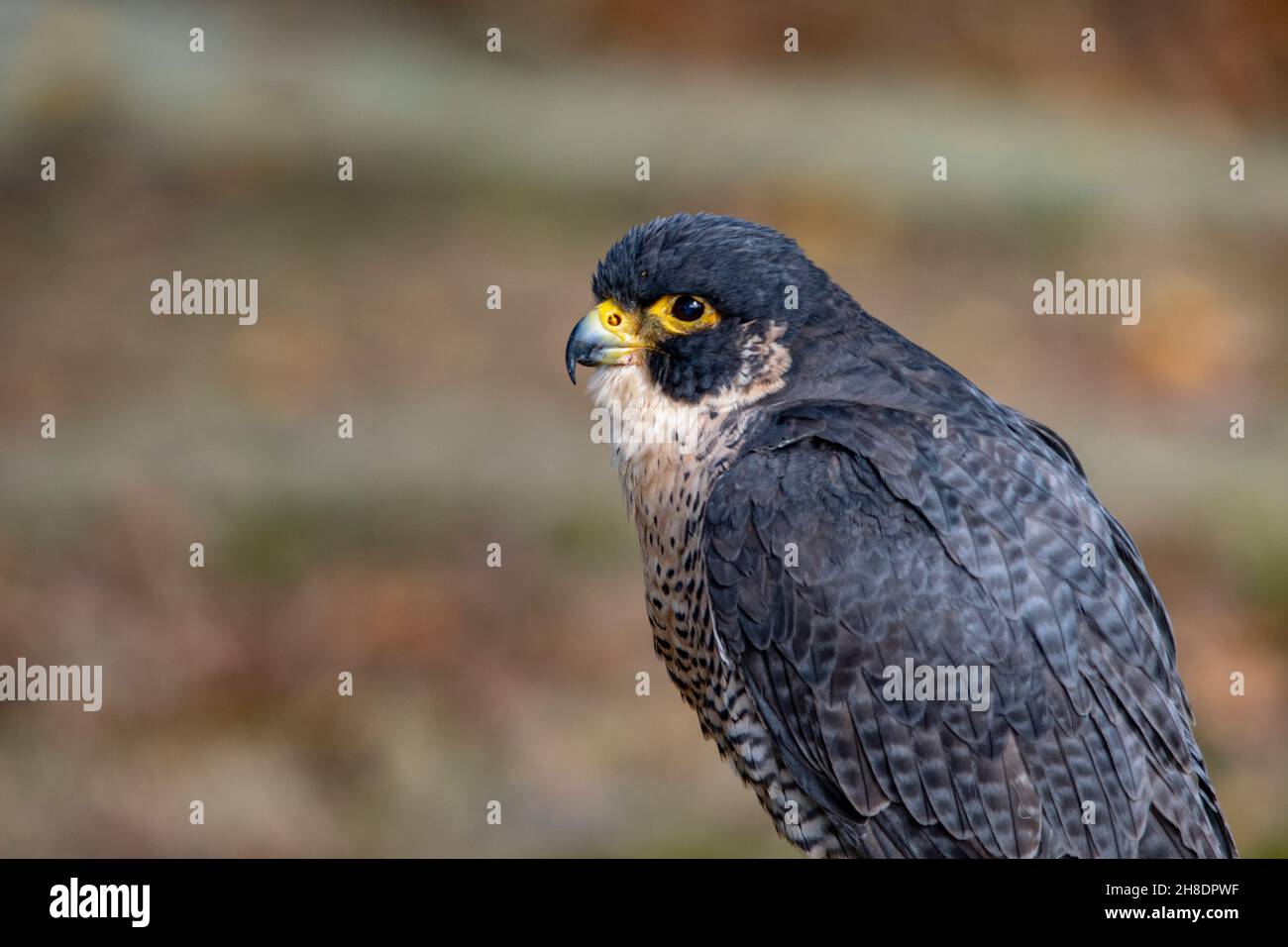 Peregrine falcon bird of prey raptor falco hi-res stock photography and ...