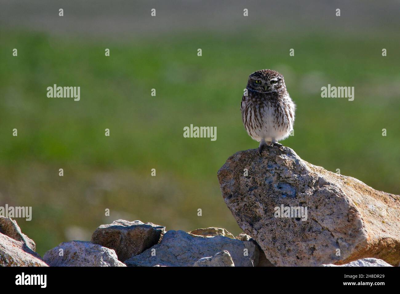 Athene noctua - The little owl is a strigiform bird in the family ...
