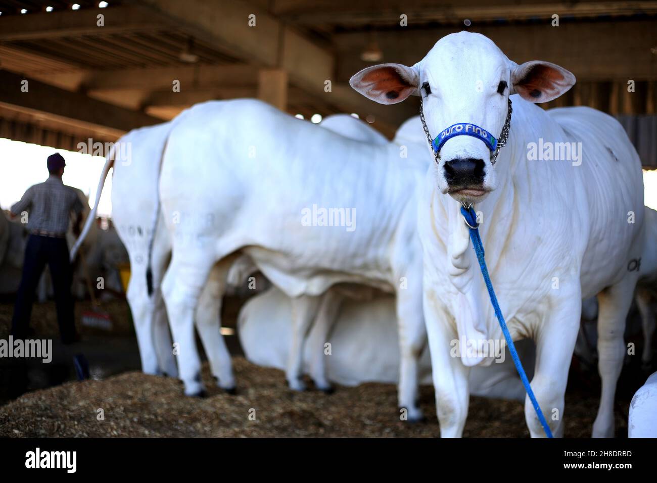 Cattle without horn cattle hi-res stock photography and images - Alamy
