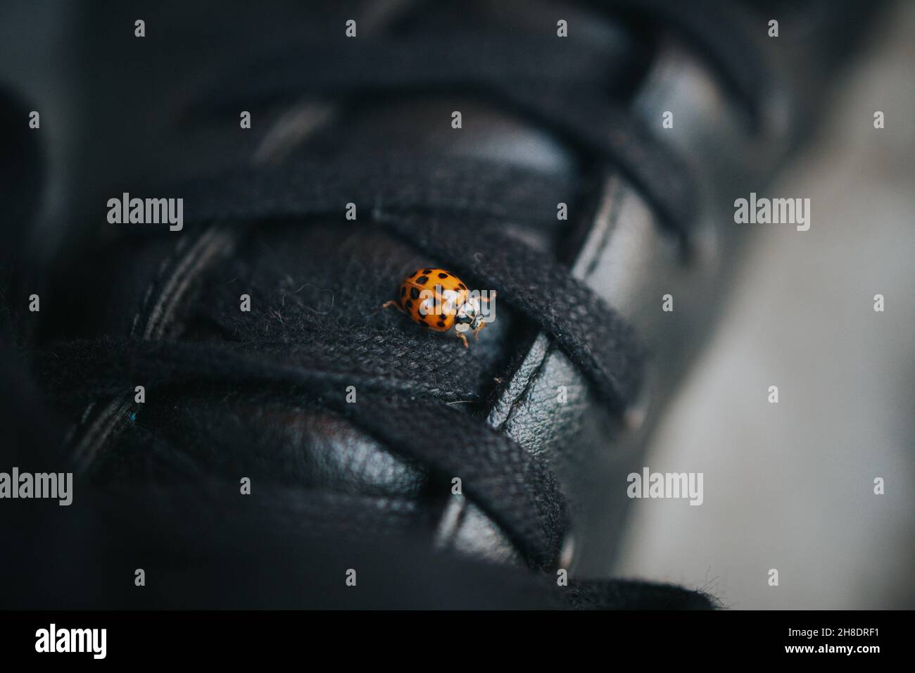 Bug shoe hi-res stock photography and images - Alamy
