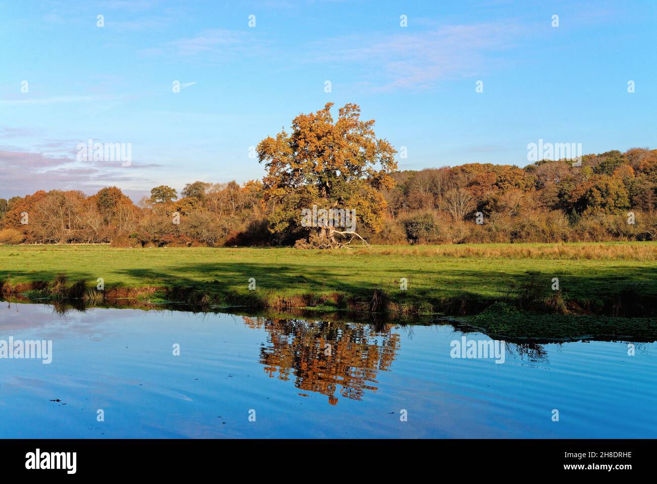 An english oak tree, quercus robur in autumn colour reflected in the ...