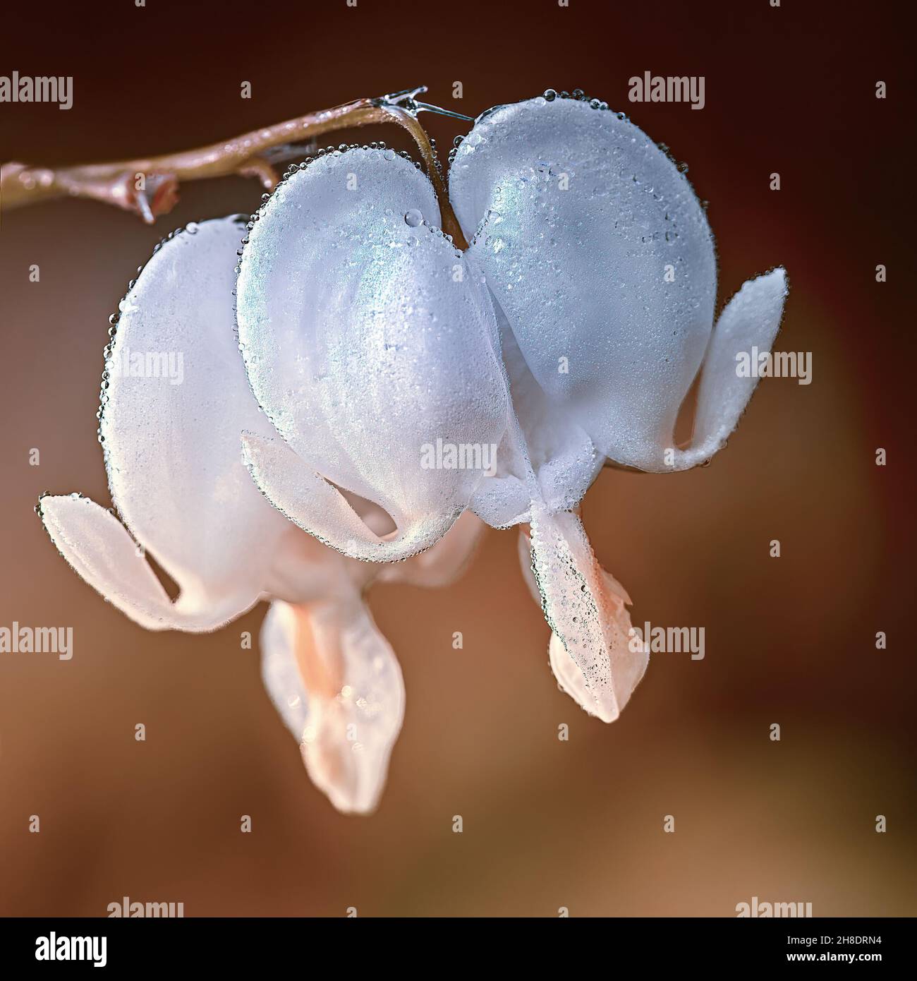 Teardrop flower hi-res stock photography and images - Alamy
