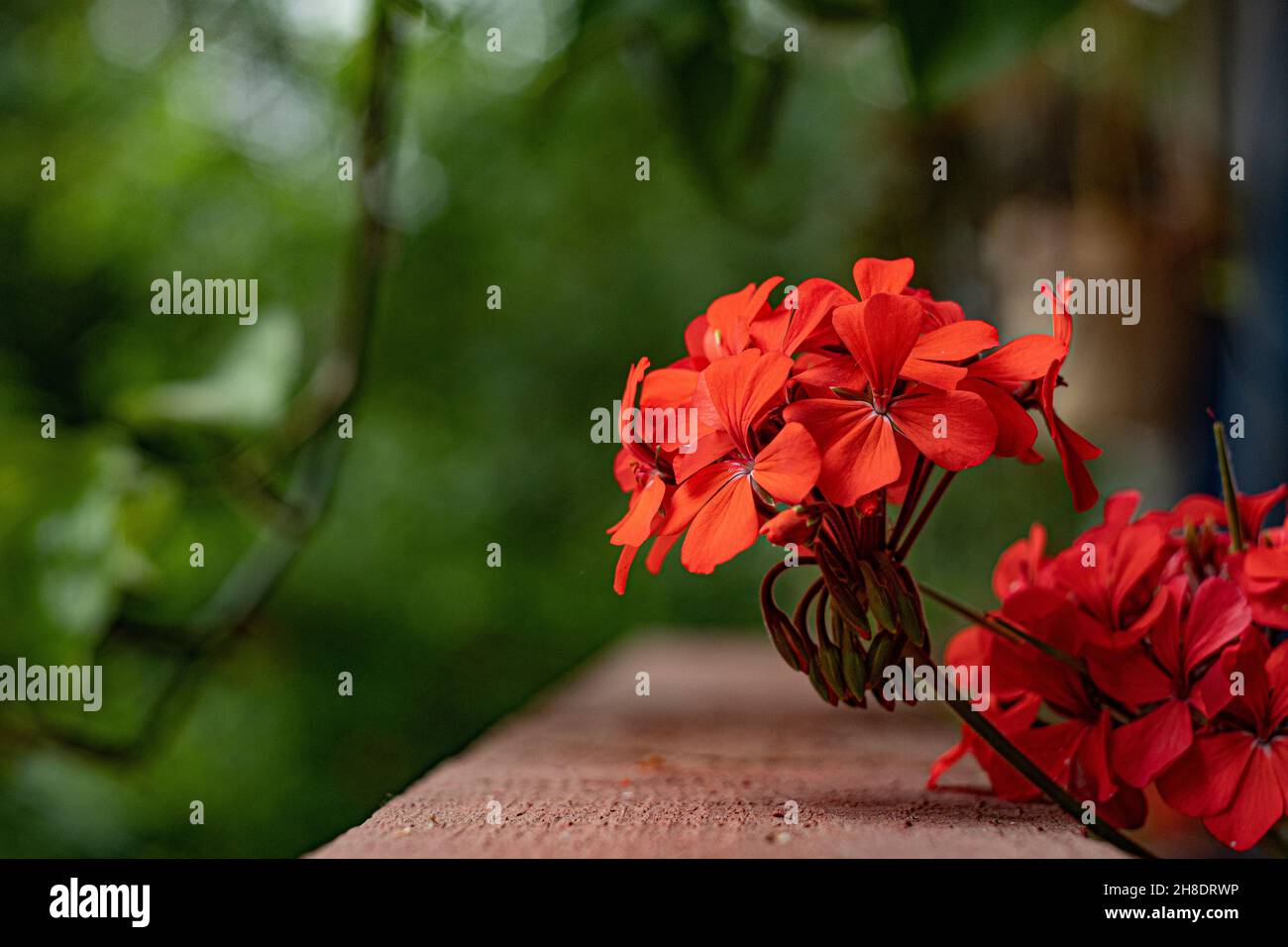 Red Geraniums on balcony late may 2021 Stock Photo - Alamy