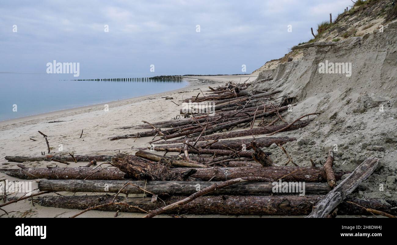 Collapsing sand dune protection, Authie Bay, Berck sur Mer, Pas de ...